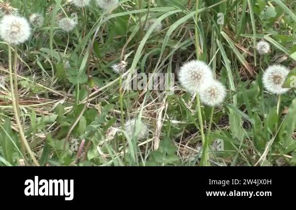 Ripe dandelion head. At the top of the elongated spout of the ...