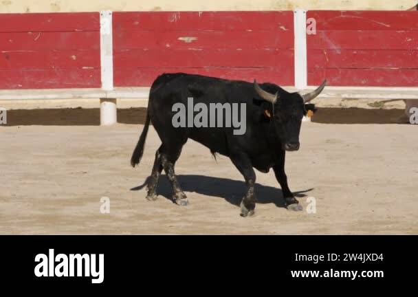 Bloodless animals Stock Videos & Footage - HD and 4K Video Clips - Alamy