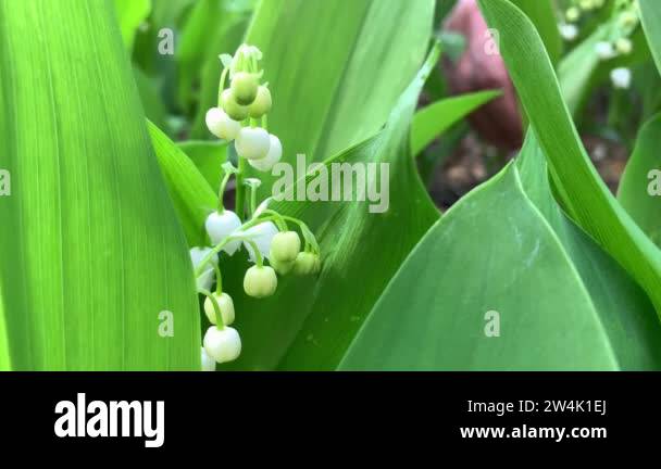 Bell leaves extreme close up Stock Videos & Footage - HD and 4K Video ...