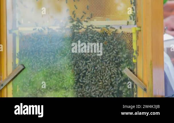 Inside bee house Stock Videos & Footage - HD and 4K Video Clips - Alamy