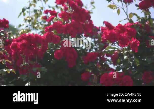 Flashing flowers Stock Videos & Footage - HD and 4K Video Clips - Alamy