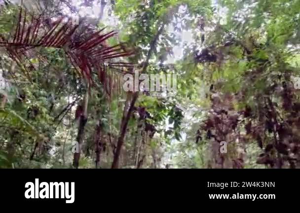 Deforestation rainforest south east asia Stock Videos & Footage - HD ...