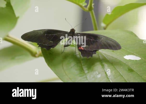 The Ruby-Spotted Swallowtail or Red-Spotted Swallowtail (Papilio ...