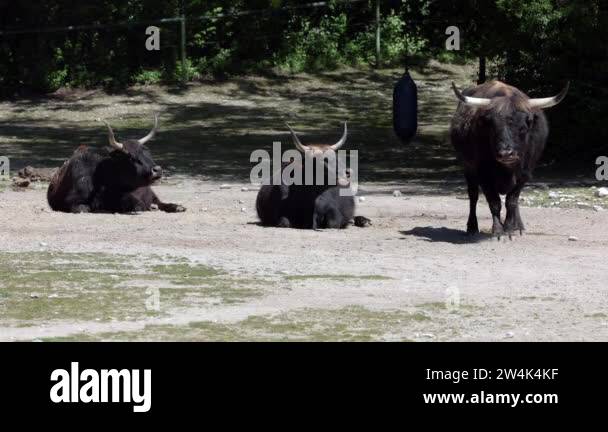 Heck cattle, Bos primigenius taurus, claimed to resemble the extinct ...