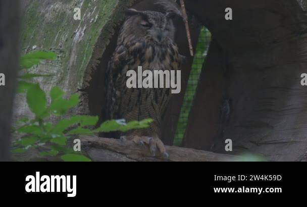 Sleeping Owl Is Turning Head on 180 degrees, Sitting in Hollow Tree ...