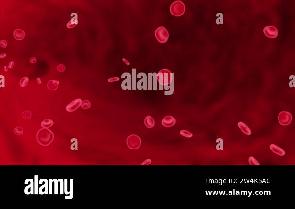 Red blood cells in vein Human blood 4K 3D Alpha Channel loop Animation ...