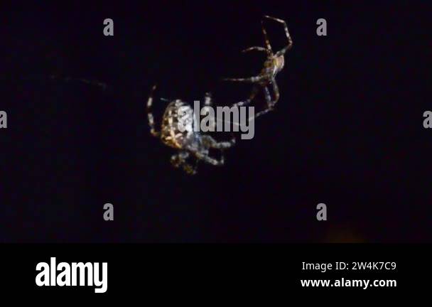 courtship of spiders in the night, courtship, spider, Epeira, couple ...