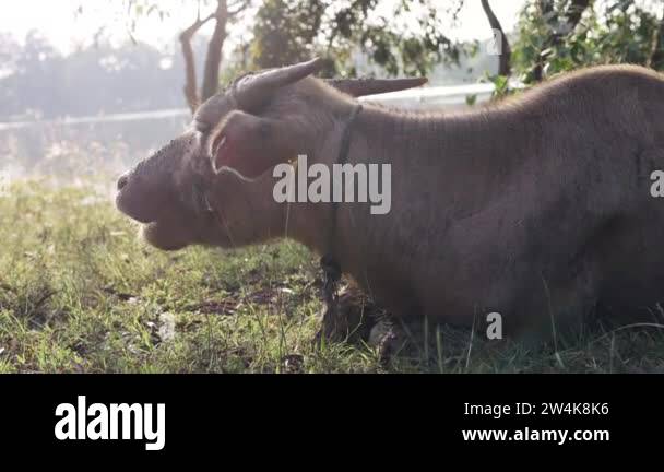 Rare albino water buffalo or Asian buffalo with dirty dry mud on pink ...