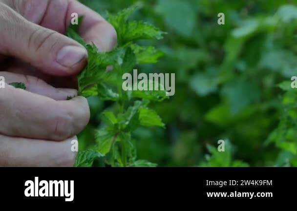 Mens hands gently tear off the leaves of the mint plant Stock Video ...