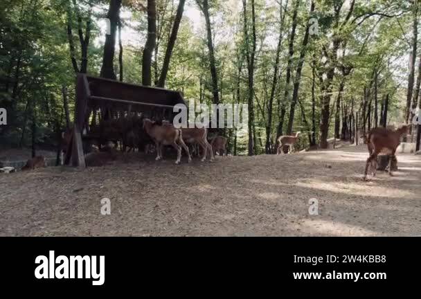 Nature reserve animals mouflon of the ram species eat from the feeders ...