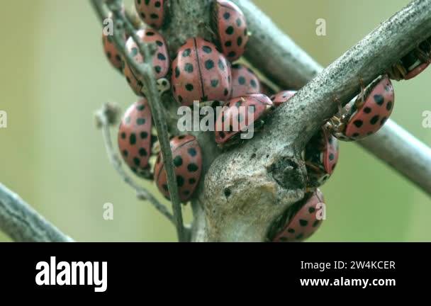 Spot the insect Stock Videos & Footage - HD and 4K Video Clips - Alamy