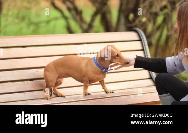 handshake between woman and pretty small dog. High Five teamwork ...
