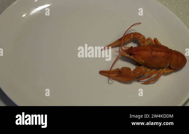 Edible crayfish Stock Videos & Footage - HD and 4K Video Clips - Alamy