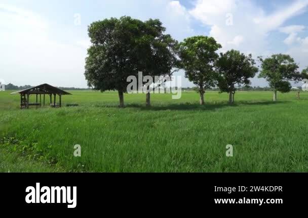 Little hut paddy field Stock Videos & Footage - HD and 4K Video Clips ...
