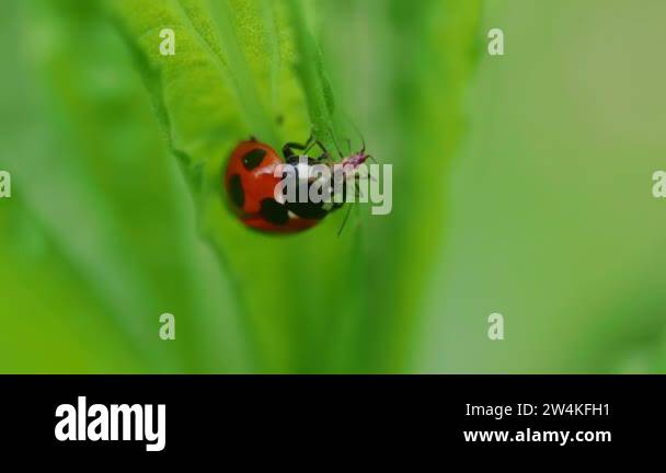 Ladybug feeding Stock Videos & Footage - HD and 4K Video Clips - Alamy