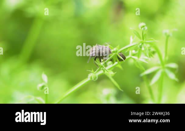 Green click beetle Stock Videos & Footage - HD and 4K Video Clips - Alamy