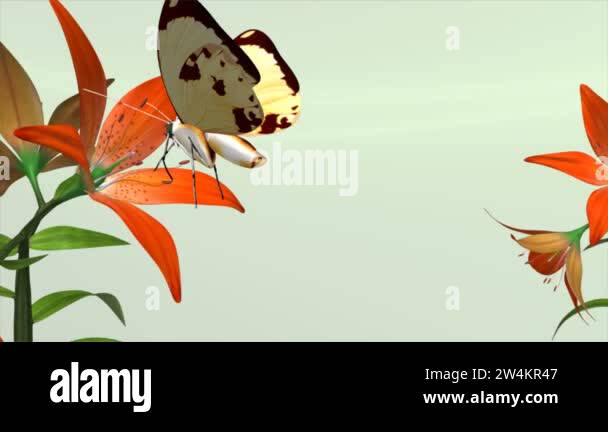 Lily pollination Stock Videos & Footage - HD and 4K Video Clips - Alamy