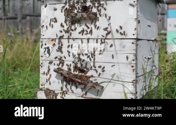 Detail of crowded gate into wooden bee hive. Bees arriving with legs ...