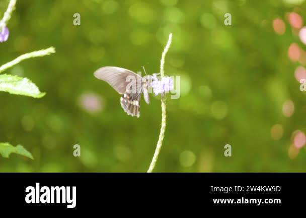 The Ruby-Spotted Swallowtail or Red-Spotted Swallowtail (Papilio ...
