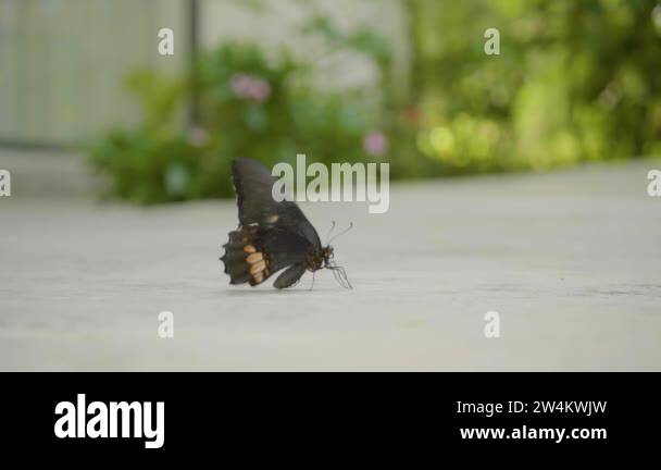 The Ruby-Spotted Swallowtail or Red-Spotted Swallowtail (Papilio ...