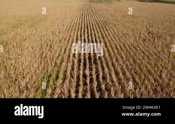 Faded farm house Stock Videos & Footage - HD and 4K Video Clips - Alamy