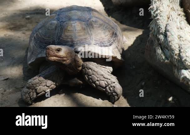 Big old turtle close-up. The turtle sits in place. Ancient animal in ...