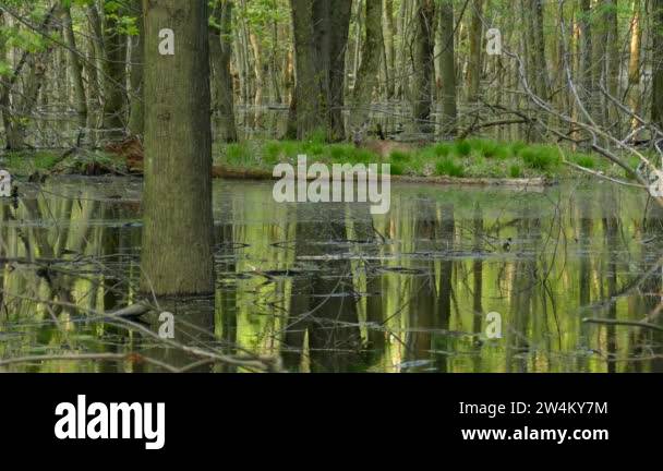 Fragile nature Stock Videos & Footage - HD and 4K Video Clips - Alamy