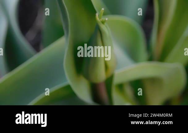 Tulip tree bud Stock Videos & Footage - HD and 4K Video Clips - Alamy