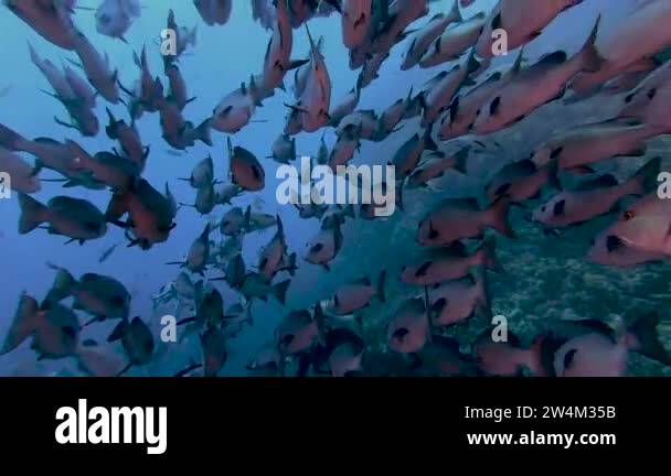 Cardume de pargos Stock Videos & Footage - HD and 4K Video Clips - Alamy