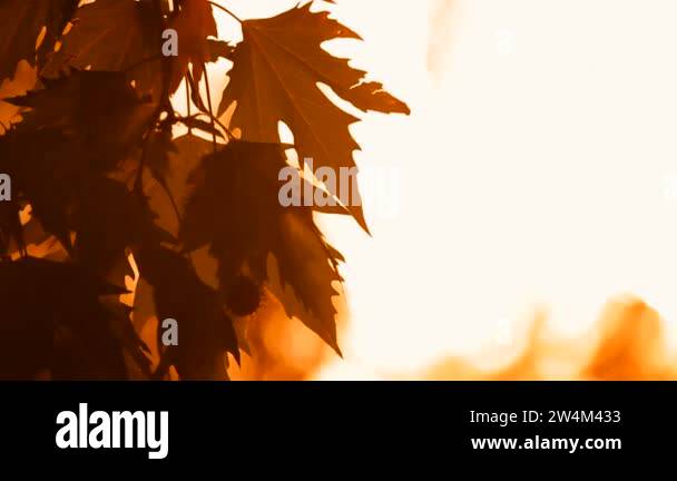 Fall color maple sycamore Stock Videos & Footage - HD and 4K Video ...