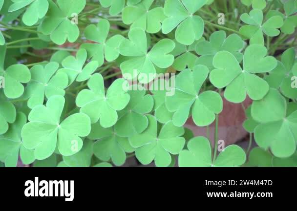 Irish balcony Stock Videos & Footage - HD and 4K Video Clips - Alamy