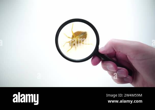 Bedbug insect parasite extreme close up with magnifying glass holding ...