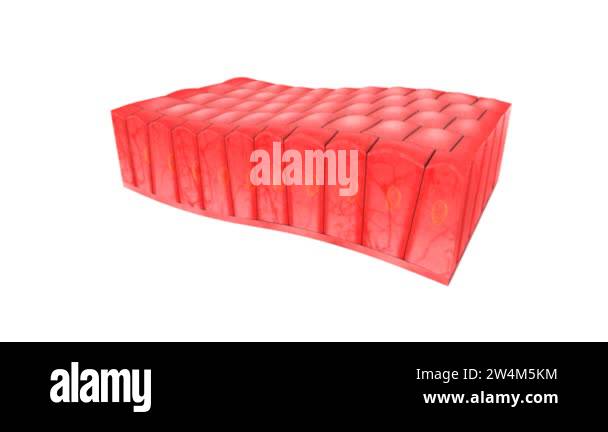 Histology drawing Stock Videos & Footage - HD and 4K Video Clips - Alamy