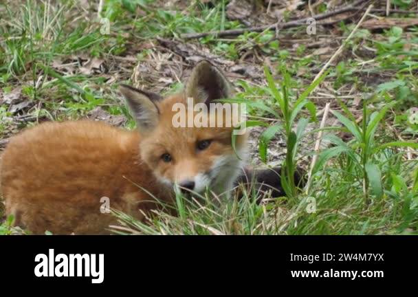 Young red fox in the wild. The cub sits next to its den. Cute red fox cub stands in the grass ...