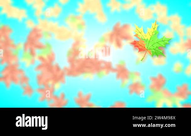 A multi-colored maple leaf falls slowly downward rotating against the ...