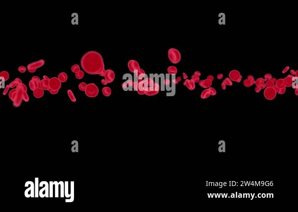 3D 4k Loop animation hemoblogin cells flowing through the blood stream ...