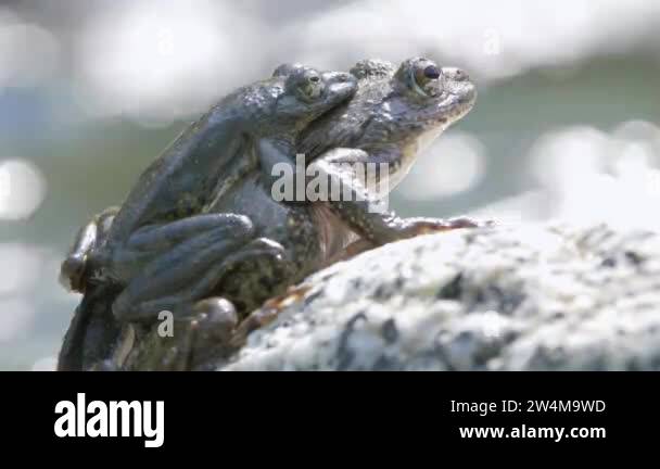 Frog mating behavior Stock Videos & Footage - HD and 4K Video Clips - Alamy