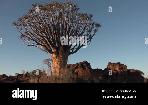 Quiver trees forest silhouette Stock Videos & Footage - HD and 4K Video ...