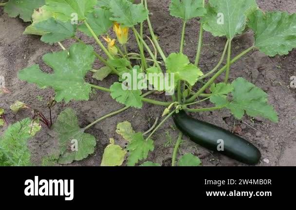 Summer squash plant grow Stock Videos & Footage - HD and 4K Video Clips ...