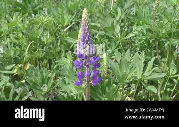 Lupin, or wolf bean (Lupinus) a genus of plants in the Legume family ...