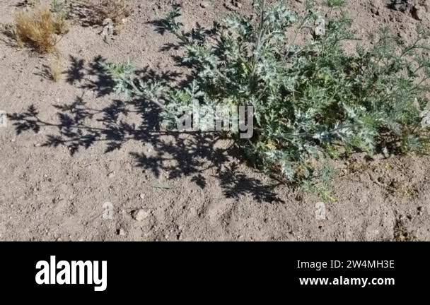 Twenty_nine Stock Videos & Footage - HD and 4K Video Clips - Alamy