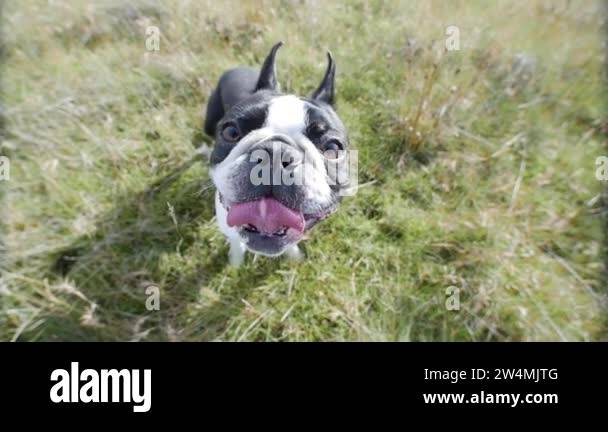 Fish eye lens look Stock Videos & Footage - HD and 4K Video Clips - Alamy