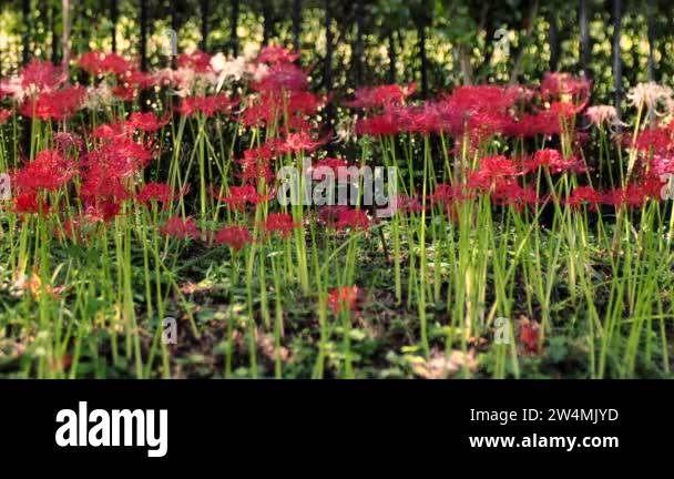 Lycoris garden Stock Videos & Footage - HD and 4K Video Clips - Alamy