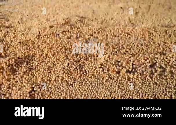 Vibration storage and cleaning of soybeans. Soybean storage on an ...