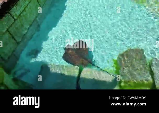 Stingrays under water. Stingrays are a group of sea rays, which are ...