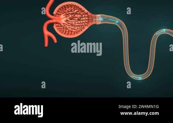 Kidney function diagram Stock Videos & Footage - HD and 4K Video Clips ...