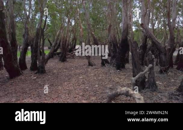 Pan right and close up of Melaleuca leucadendra or weeping paperbark ...