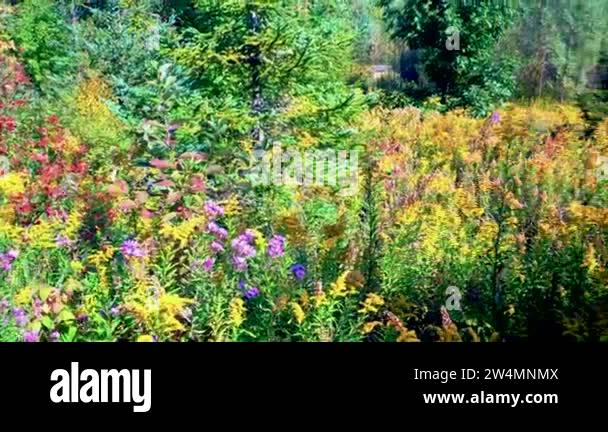 Animals to grow Stock Videos & Footage - HD and 4K Video Clips - Alamy