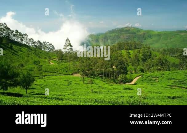 Lush plantations Stock Videos & Footage - HD and 4K Video Clips - Alamy