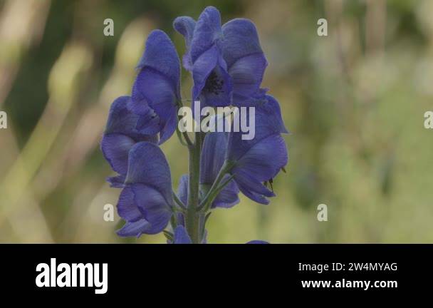 Plants aconitum Stock Videos & Footage - HD and 4K Video Clips - Alamy